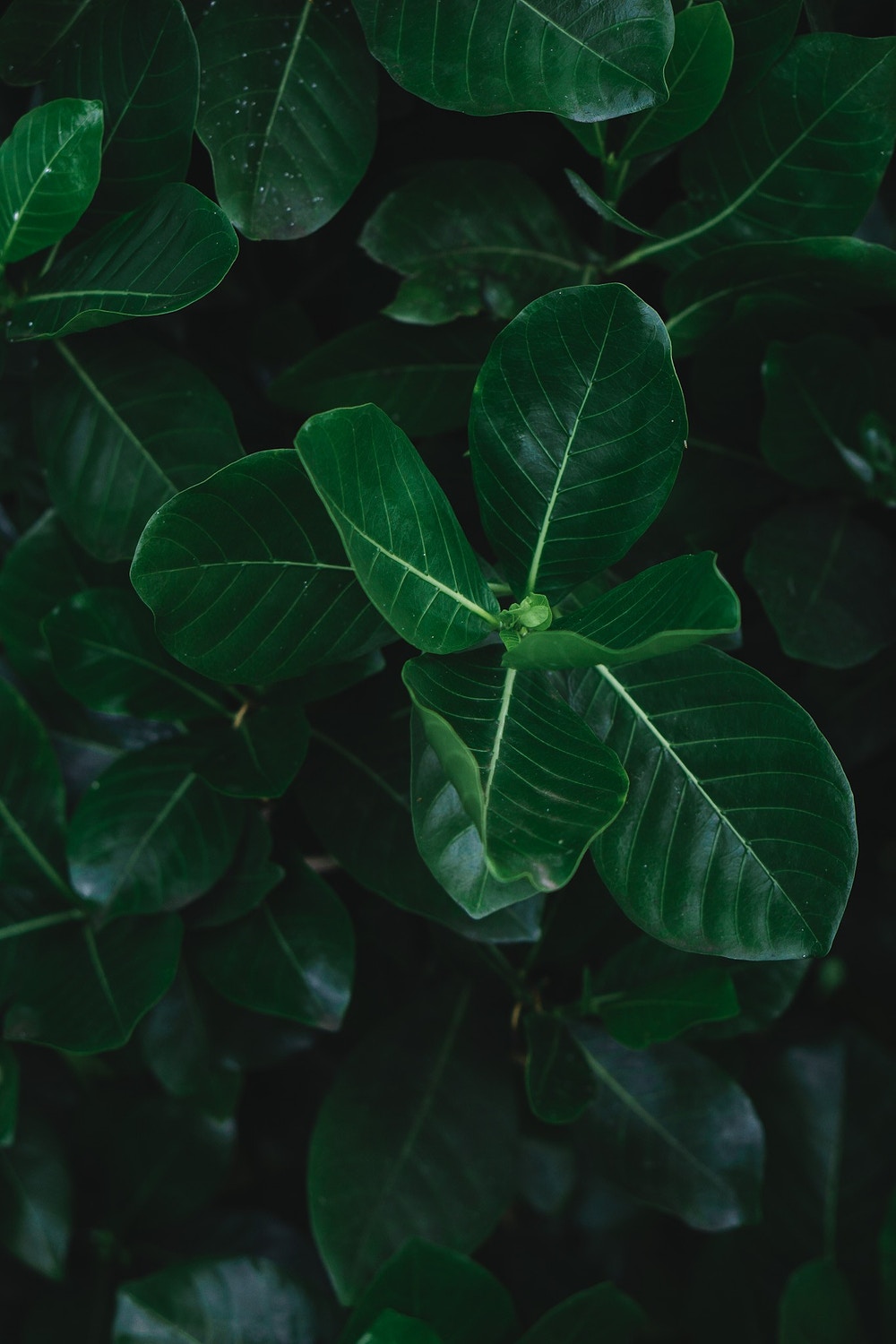 Lahaina, HI — alisa.wtf