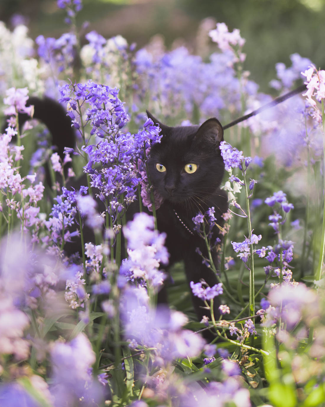 Bagheera — alisa.wtf