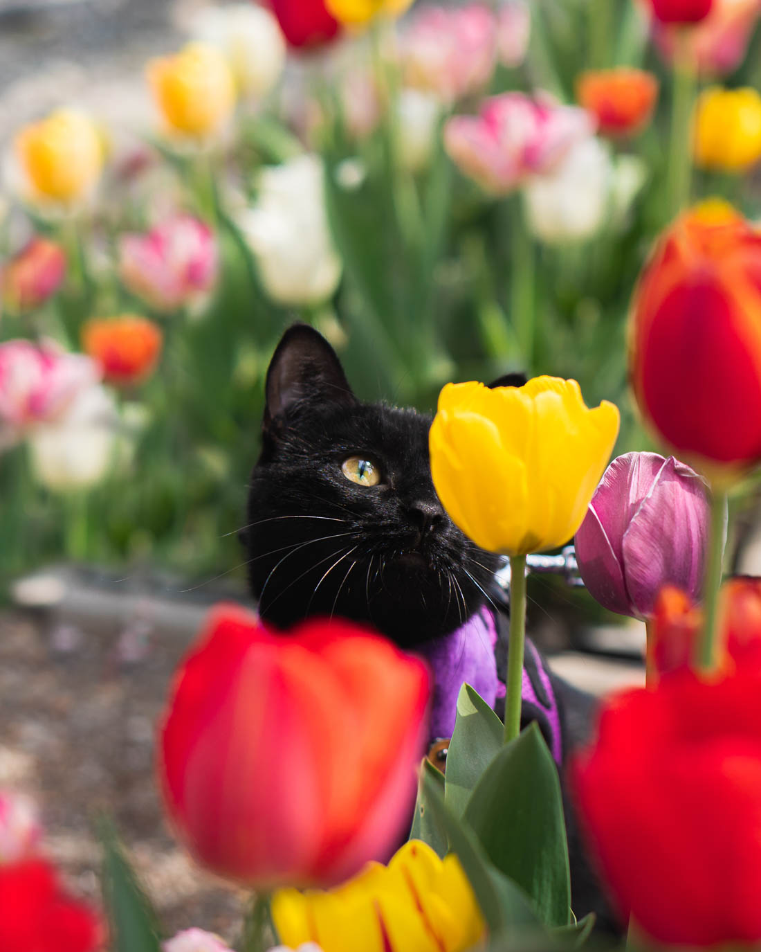 Bagheera — alisa.wtf